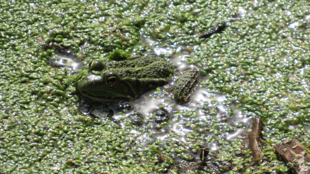 ACH Genie -- Mastering ACH File Formats: A Developer’s Overview